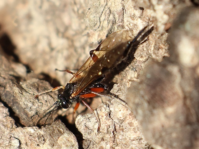Pimpla disparis from Alley Park, Queens, NY, USA on December 9, 2023 at ...