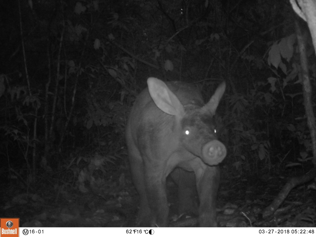 Aardvark from Rafai, Central African Republic on March 27, 2018 at 05: ...