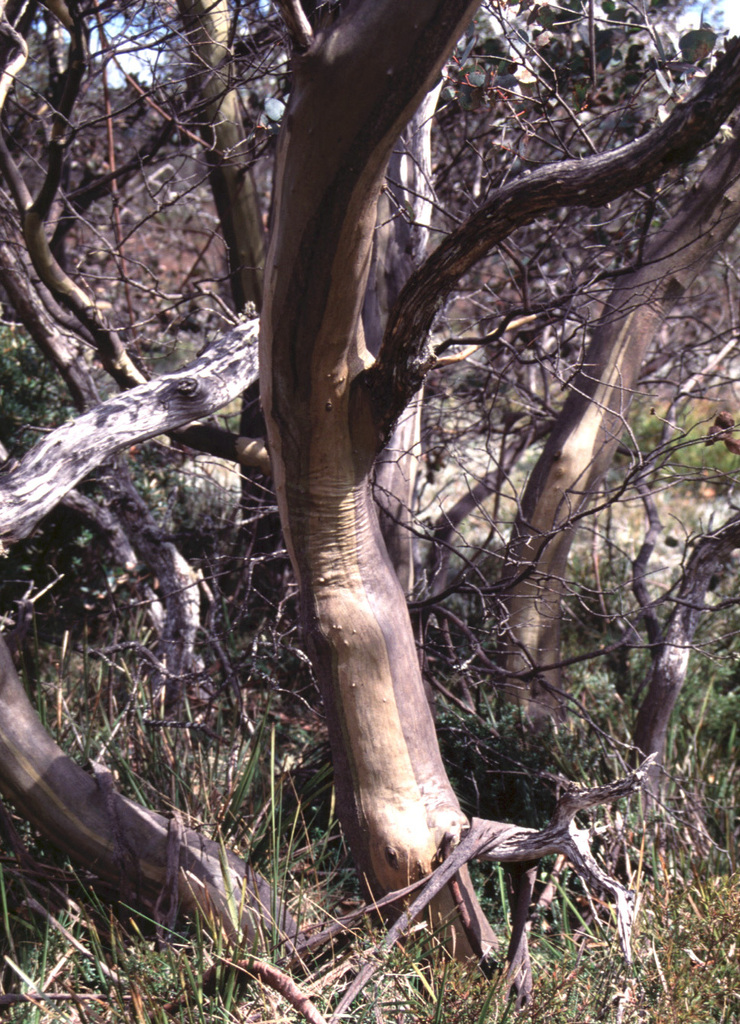 Black sallee from Toombon VIC 3825, Australia on October 11, 2002 at 07 ...