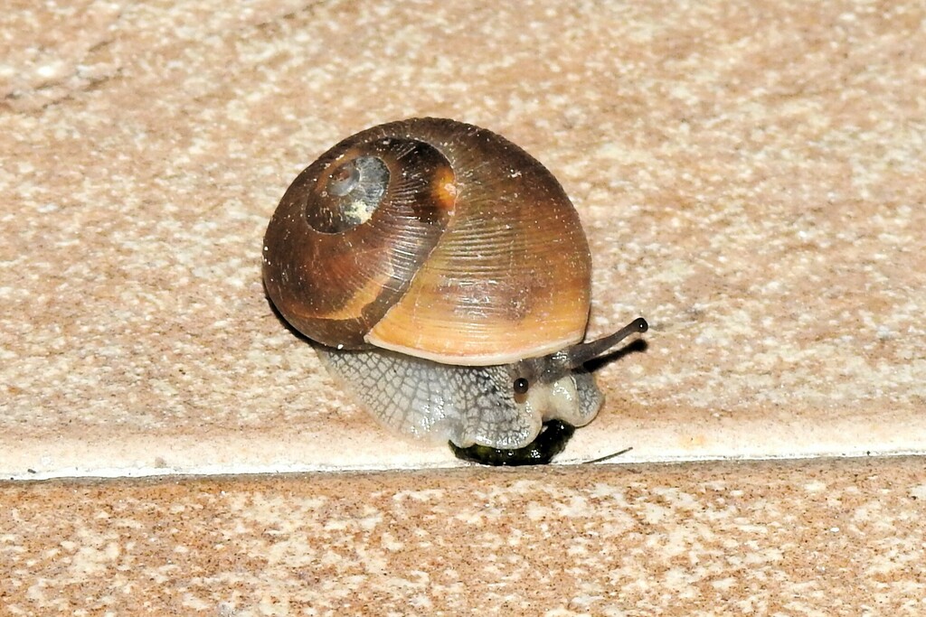 Cuban Brown Snail from (west) Boynton Beach, FL, USA on November 24 ...