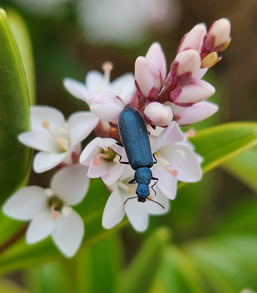 Soft-winged Flower Beetles from 7875, New Zealand on December 9, 2023 ...
