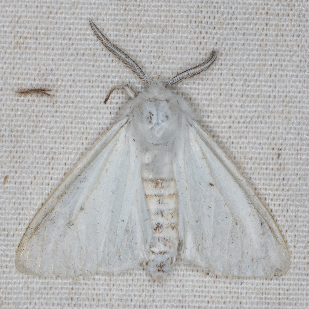 Agreeable Tiger Moth from Montague Plain 03 on July 18, 2023 at 08:37 ...
