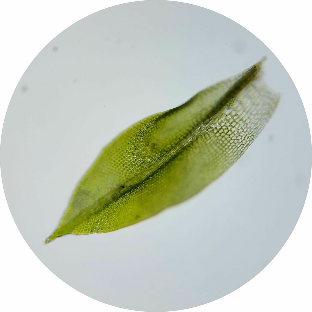 Knothole Yoke-moss (Codonoblepharon forsteri) - Botanical Realm
