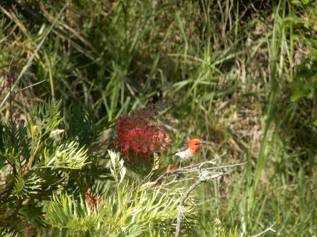 Scarlet Myzomela from Upper Tooloom NSW 2475, Australia on December 10 ...