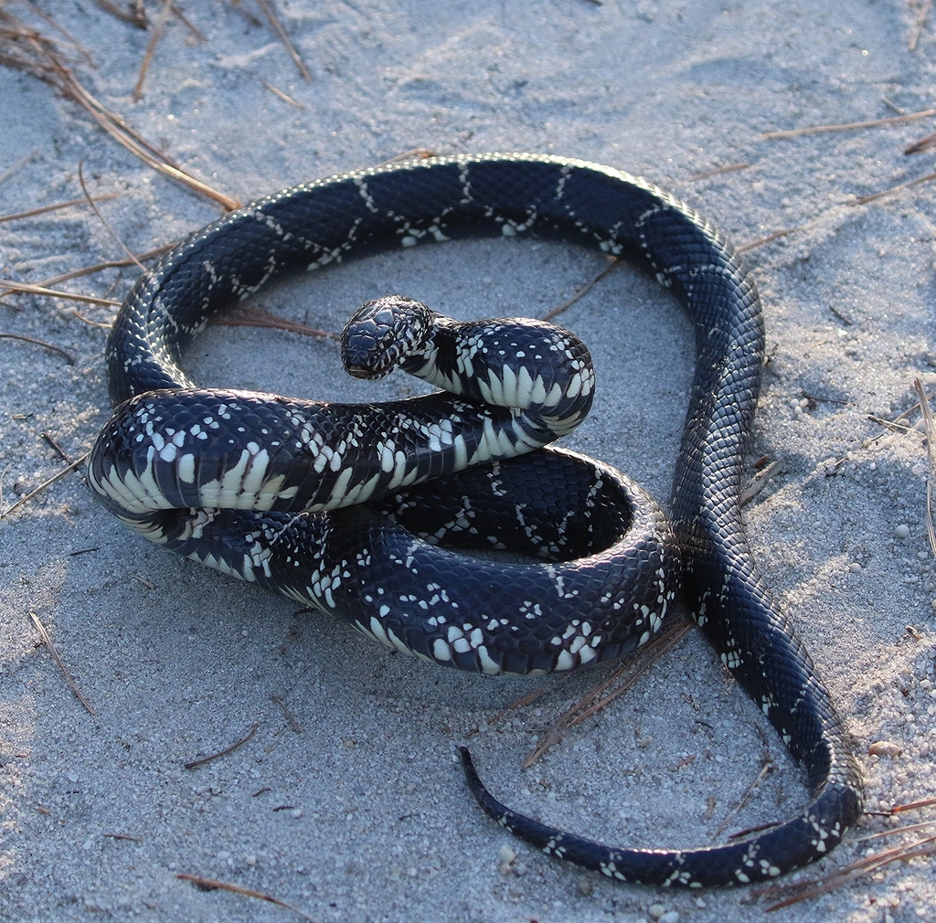 Eastern Kingsnake in December 2023 by berniek · iNaturalist
