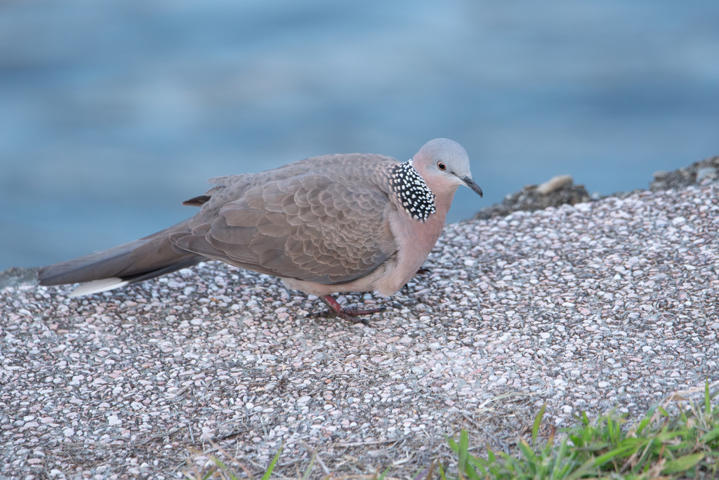 Chinese Spotted Dove (Spilopelia chinensis chinensis) - Avian Discovery