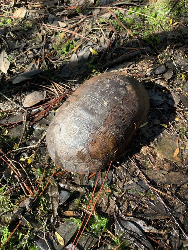 Chicken Turtle in December 2023 by Justin · iNaturalist
