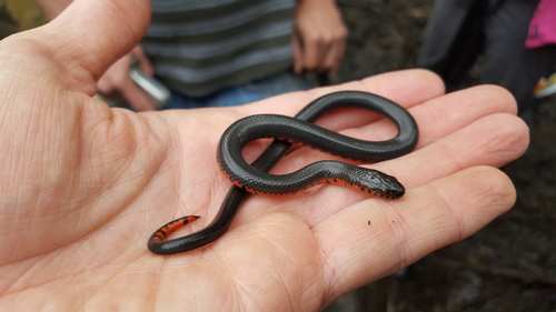 Western Mudsnake (Farancia abacura reinwardtii) - Snakes and Lizards