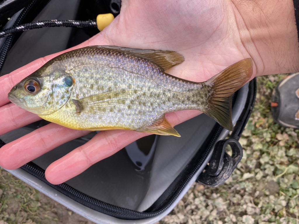 Redear Sunfish from Sewells Orchard Park, Columbia, MD, US on December ...