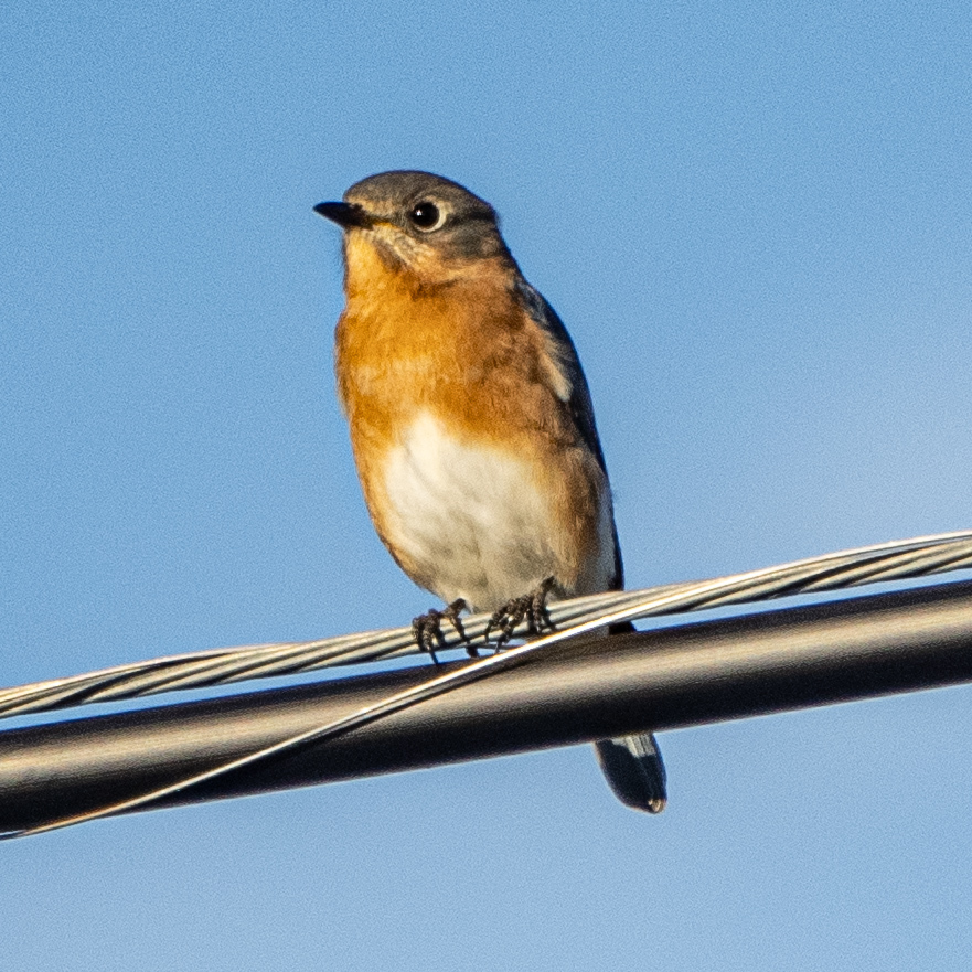 Eastern Bluebird from Inverness, FL, USA on November 27, 2023 at 03:00 ...