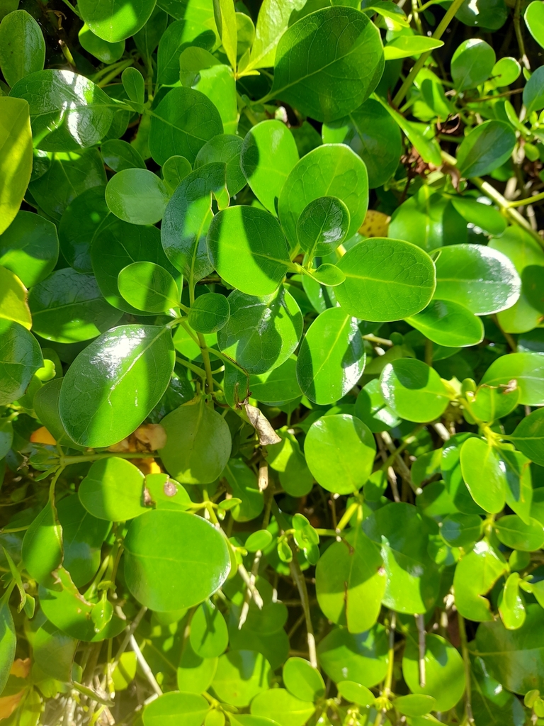 Taupata from Ponsonby, Auckland, New Zealand on December 10, 2023 at 11 ...
