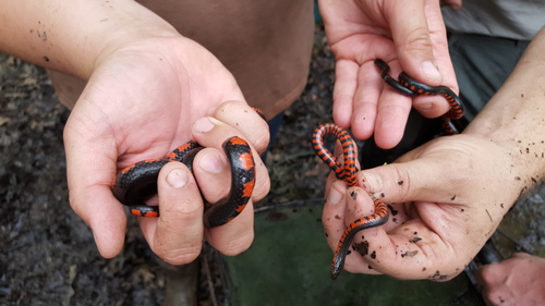 Western Mudsnake (Farancia abacura reinwardtii) - Snakes and Lizards