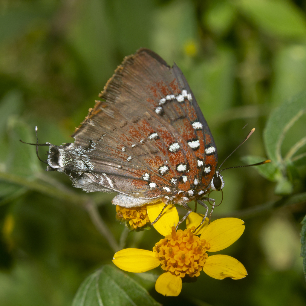 Brangas rambutorum from Santa Marta, Magdalena, Colombia on December 9 ...