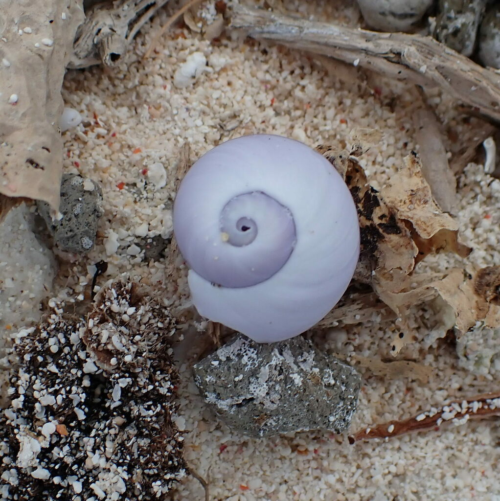 Violet Sea Snail from Ilot N'Da, New Caledonia on November 19, 2023 at ...