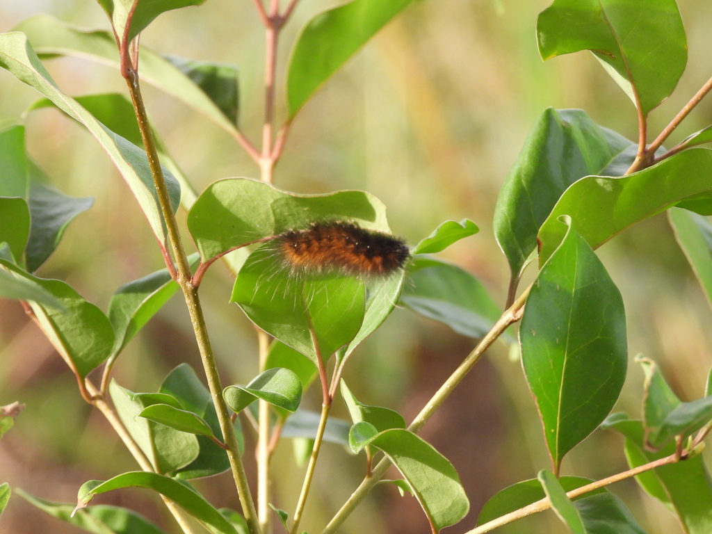 Virginian Tiger Moth from Georgetown, TX, USA on December 2, 2023 at 03 ...