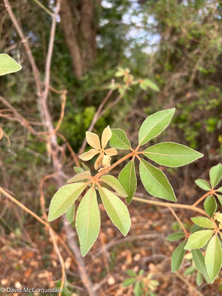 manketti-tree from Kavango West Region, Namibia on November 13, 2023 at ...