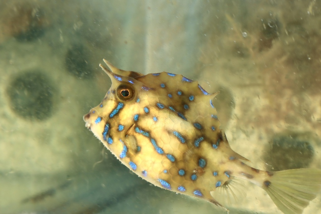 Scrawled Cowfish from Tampa Bay, Saint Petersburg, FL, US on December 9 ...