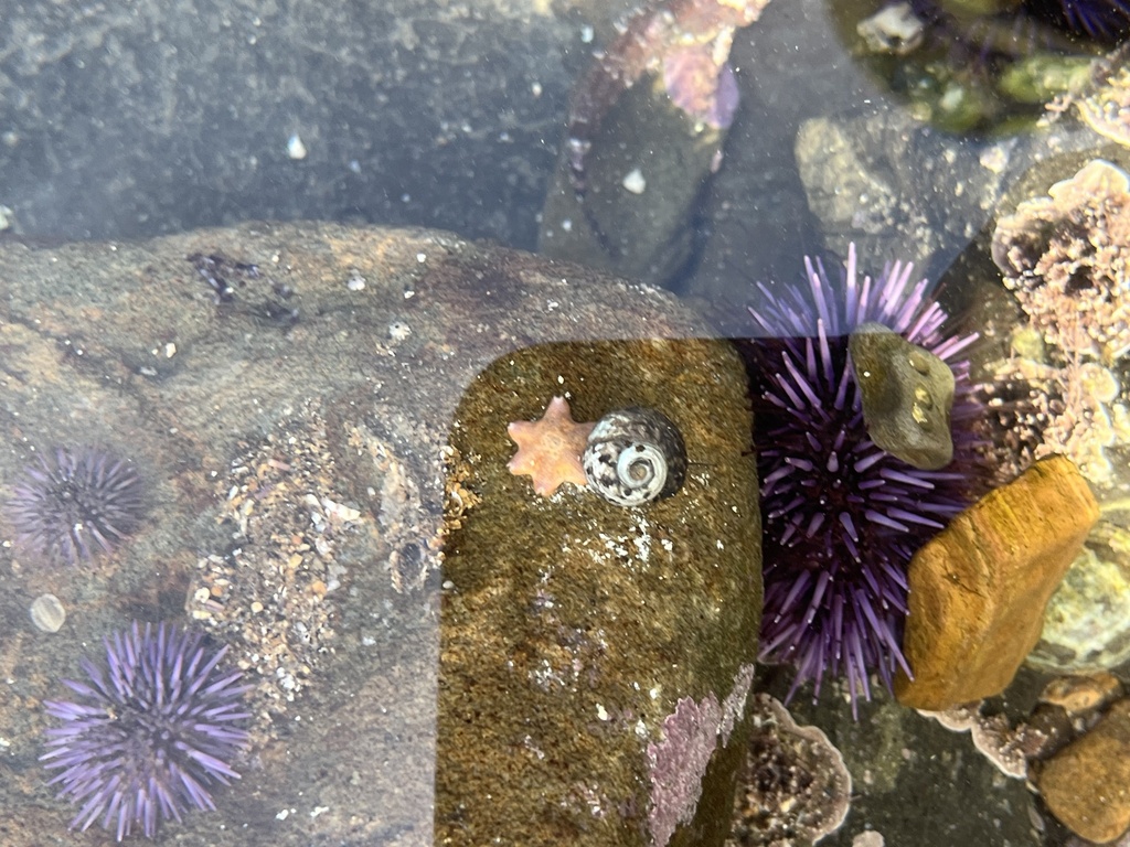 Bat Star from Abalone Cove, Rancho Palos Verdes, CA, US on December 9 ...
