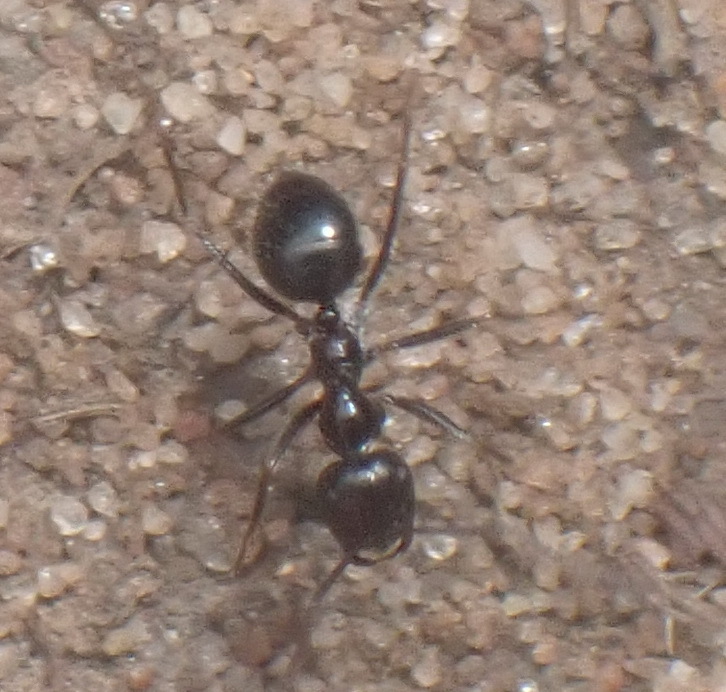 Small pugnacious ant from Brenton-on-Sea, Garden Route District ...