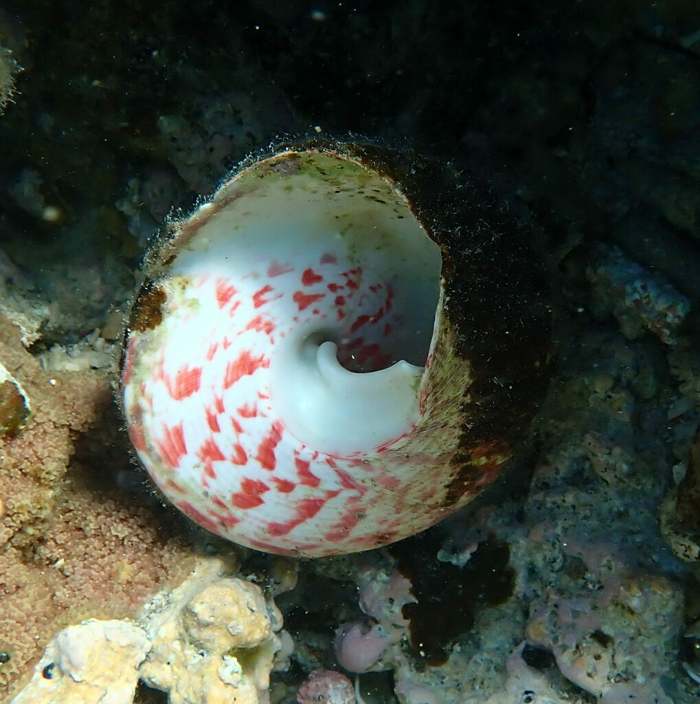 Commercial Top Shell from Ilot N'Da, New Caledonia on November 21, 2023 ...