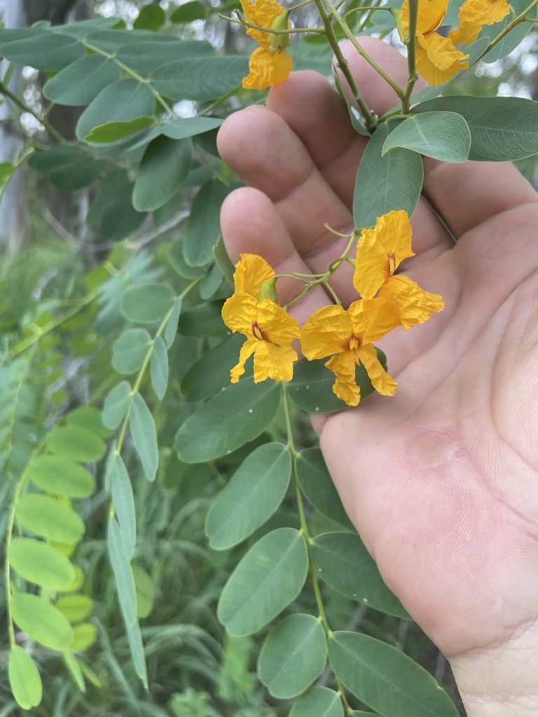 Pride of Bolivia from Weller Road Park, Tarragindi, QLD, AU on December ...