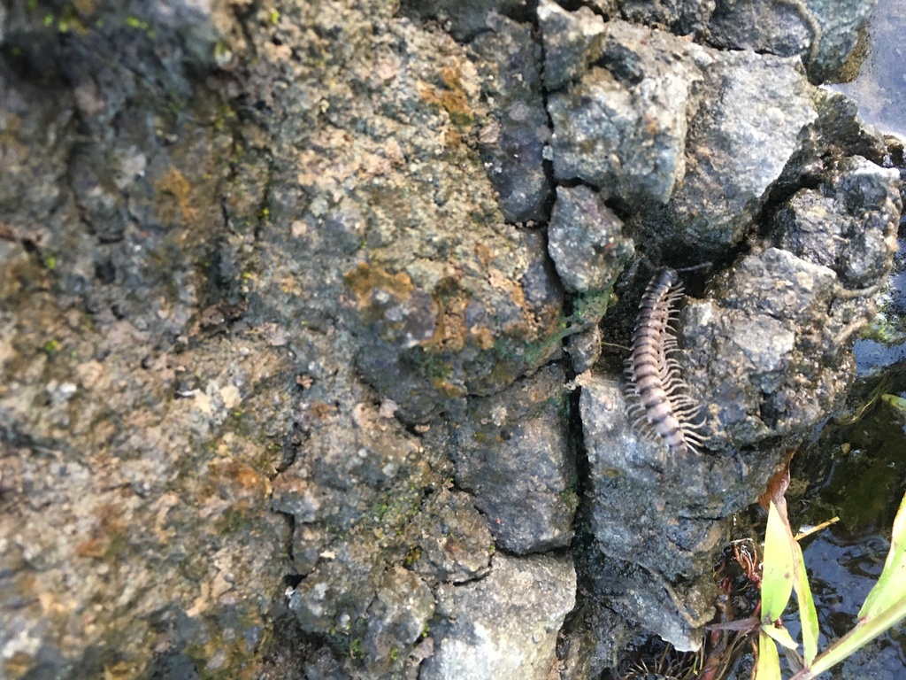 Python Millipede from Veraguas, PA on December 9, 2023 at 05:53 PM by ...