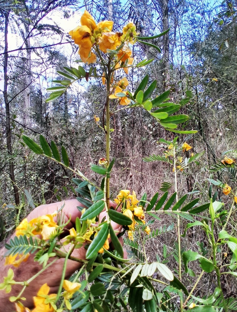 Senna barronfieldii from Wollemi National Park NSW 2756, Australia on ...