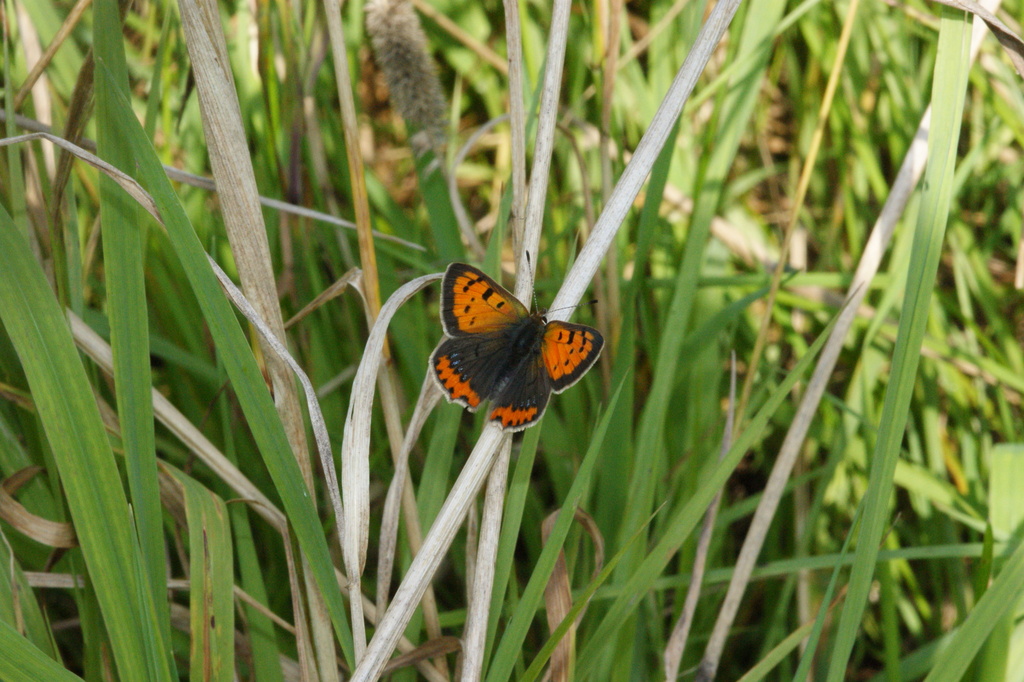Small Copper from Koblenz, Deutschland on September 2, 2011 at 12:08 PM ...