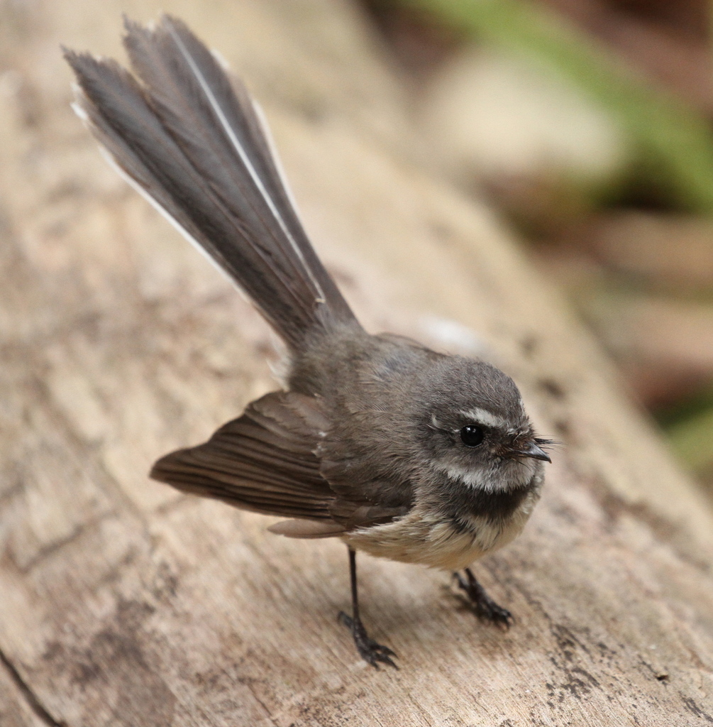 Fantails from Norfolk Island on November 21, 2023 at 09:50 AM by ...