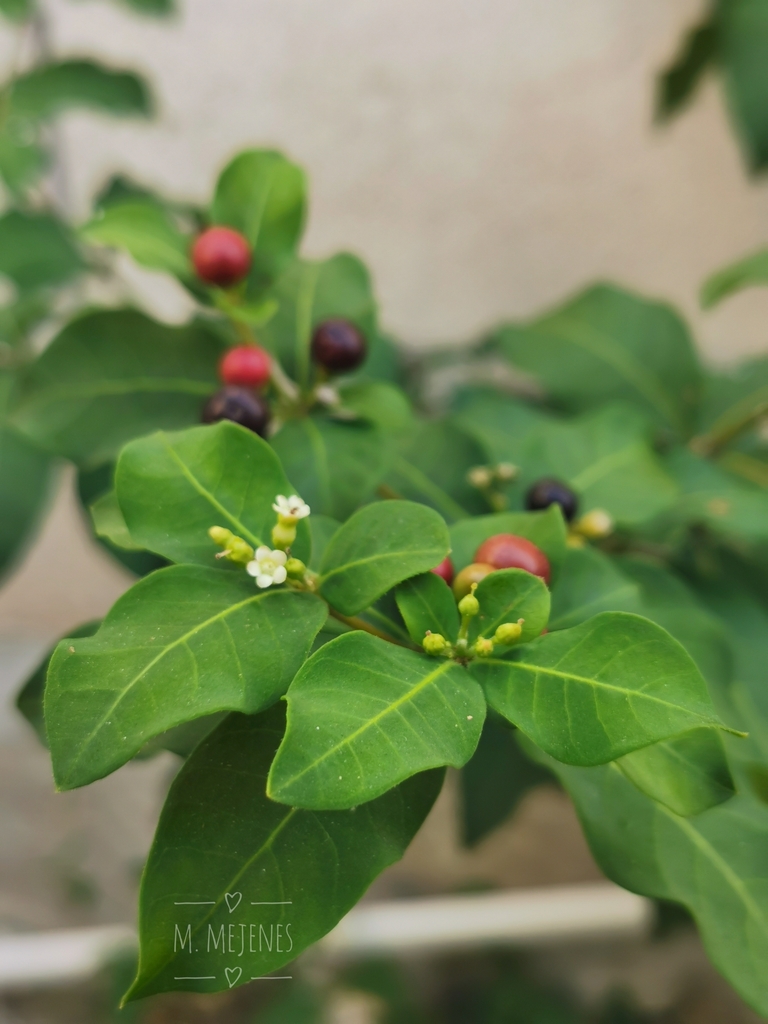 Be Still Tree from Fracciorama 2000, 24090 San Francisco de Campeche ...