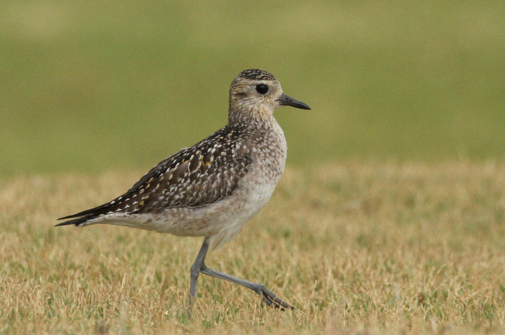Golden Plovers and Black-bellied Plover from Kingston, Norfolk Island ...