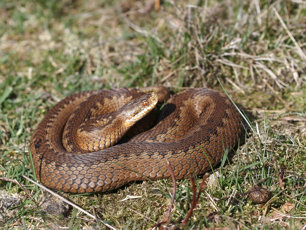 Adder (Vipera berus) - Snakes and Lizards