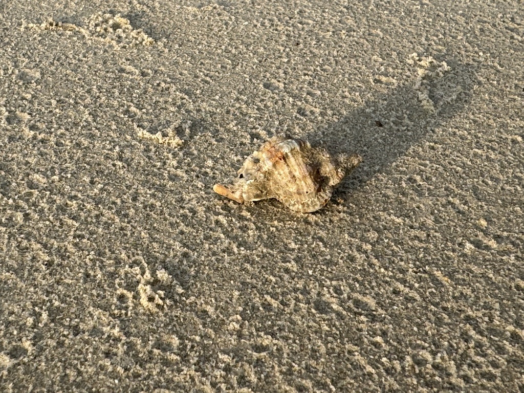 Apple Murex from Aransas National Wildlife Refuge, TX, US on December 9 ...