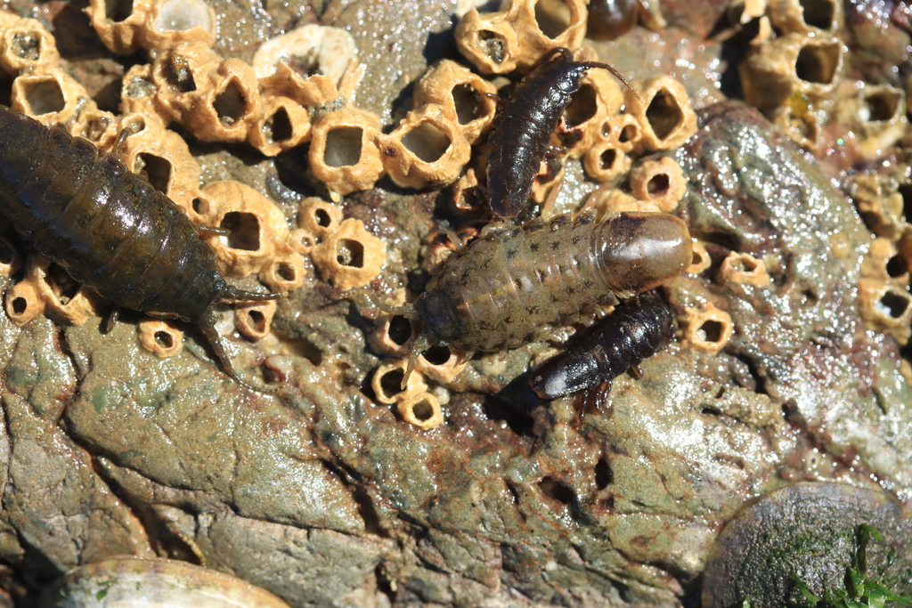 Rockweed isopod from Island County, WA, USA on August 13, 2023 at 10:46 ...