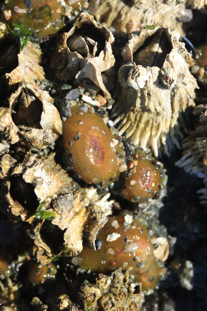 Aggregating Anemone from Island County, WA, USA on August 13, 2023 at ...