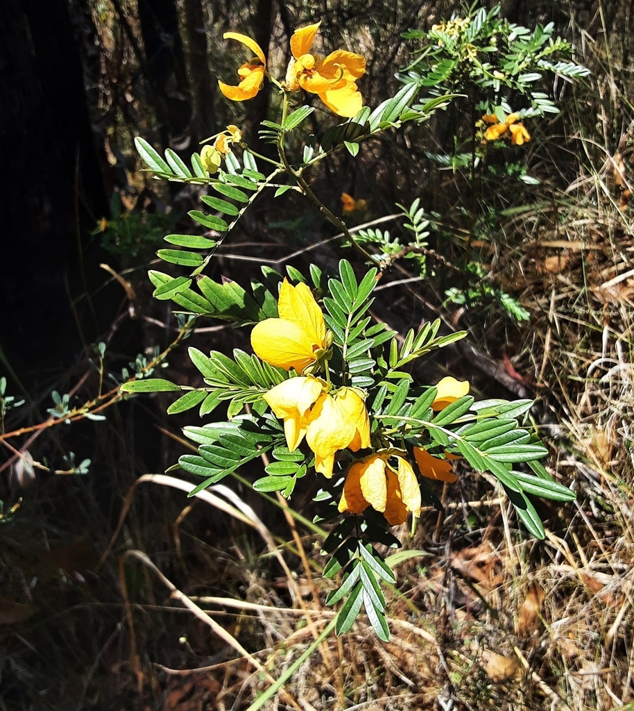 Senna barronfieldii from Wollemi National Park NSW 2756, Australia on ...