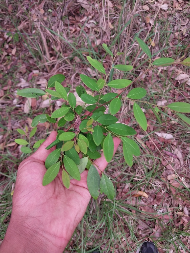 coffee bush from Mansfield QLD 4122, Australia on December 9, 2023 at ...