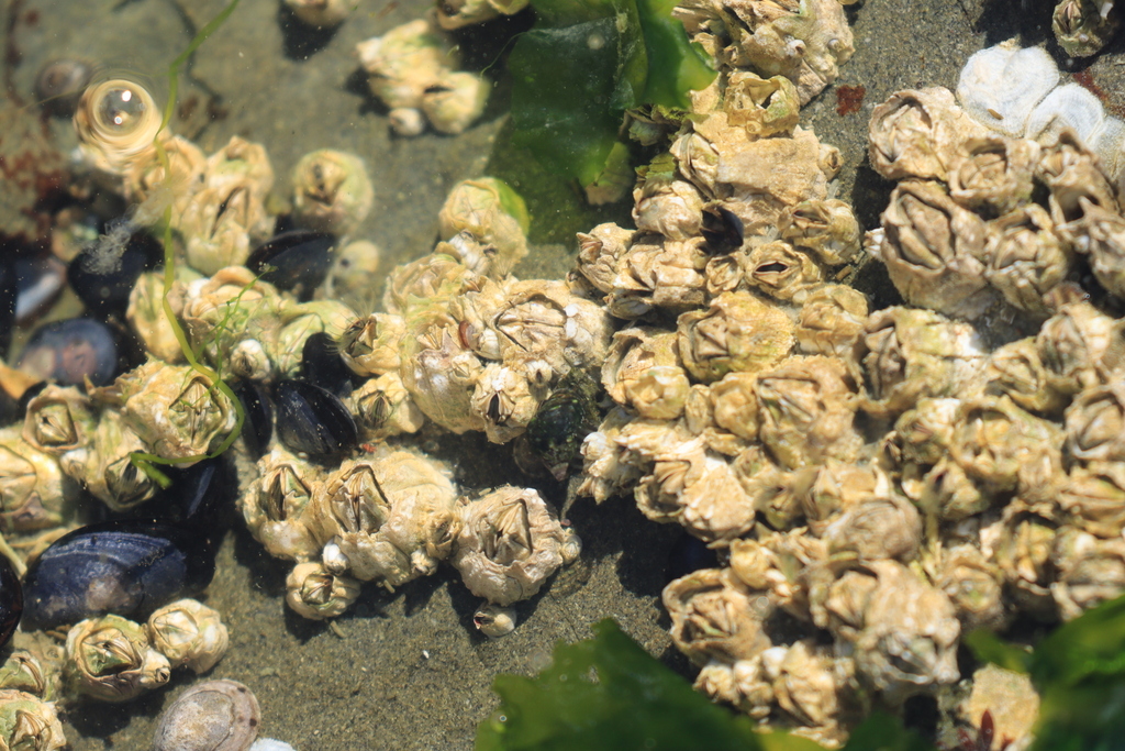 Pacific Acorn Barnacle from Skagit County, WA, USA on August 13, 2023 ...