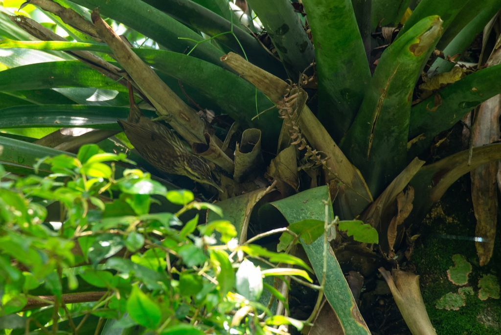 Sharp-billed Treehunter from Santo André, SP, Brasil on December 8 ...