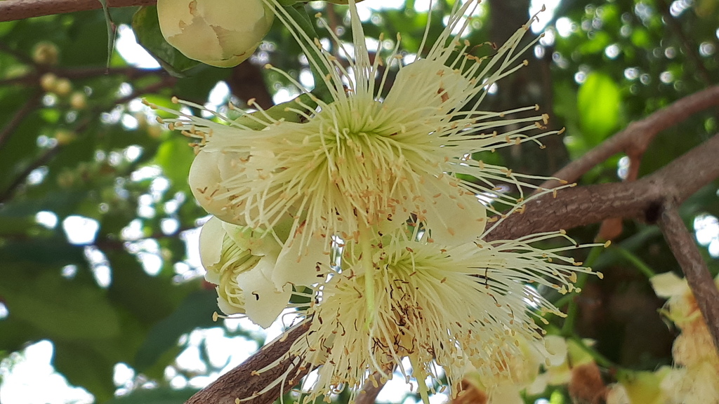 Water Apple (Syzygium aqueum) - Botanical Realm