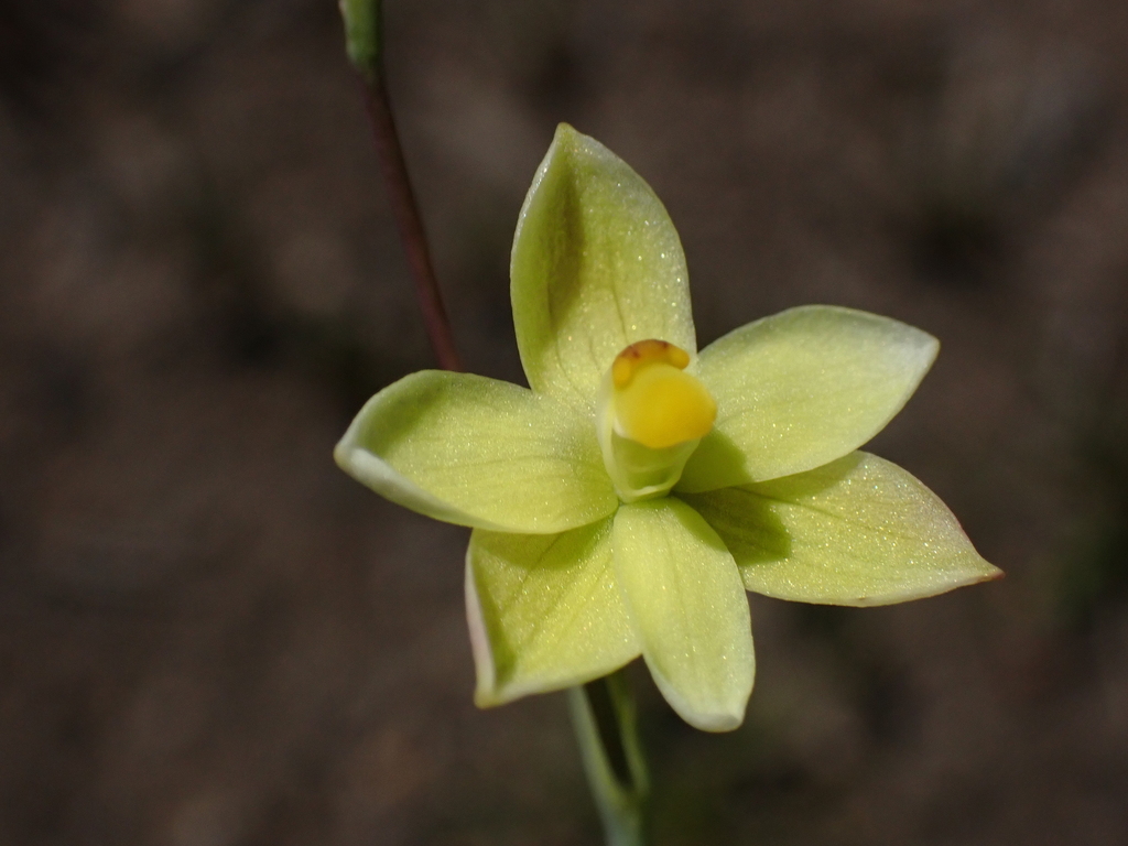 Sun Orchids from Platypus Holes, Flinders Chase National Park, Kangaroo ...