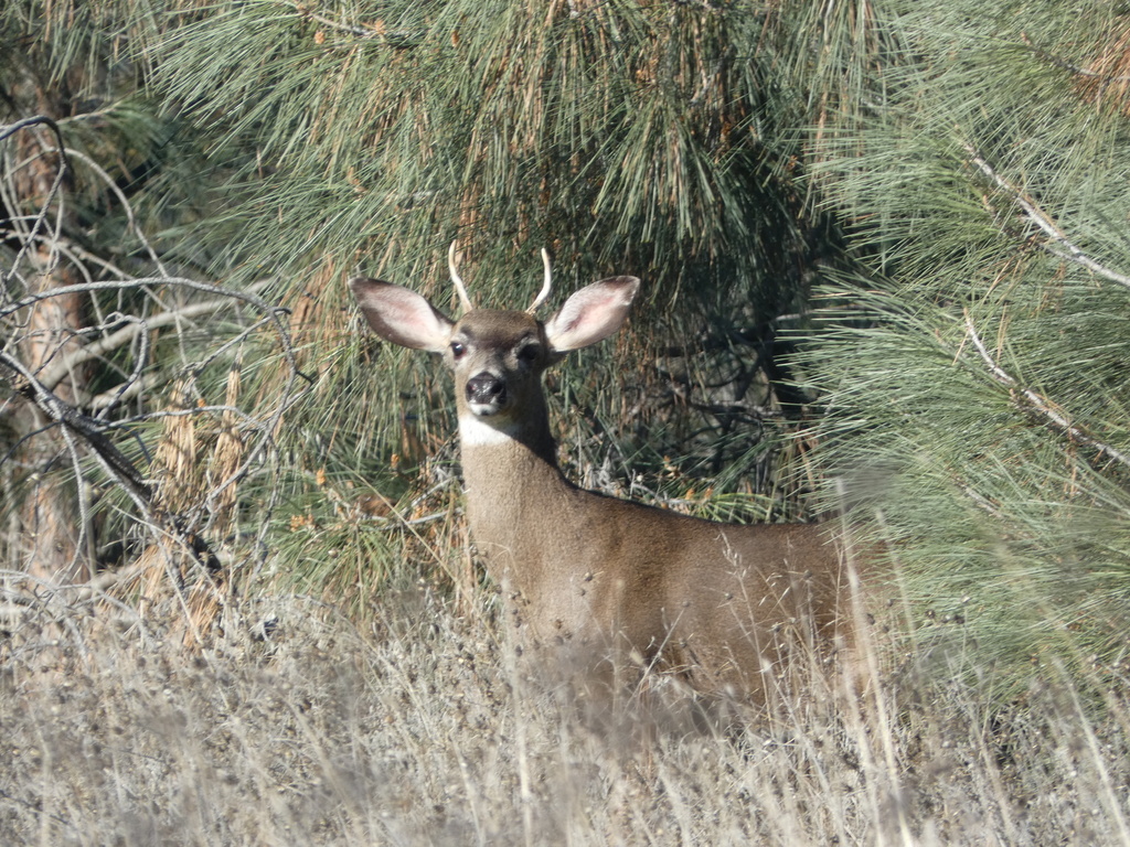 Columbian Black-tailed Deer from Anderson Marsh State Historic Park ...