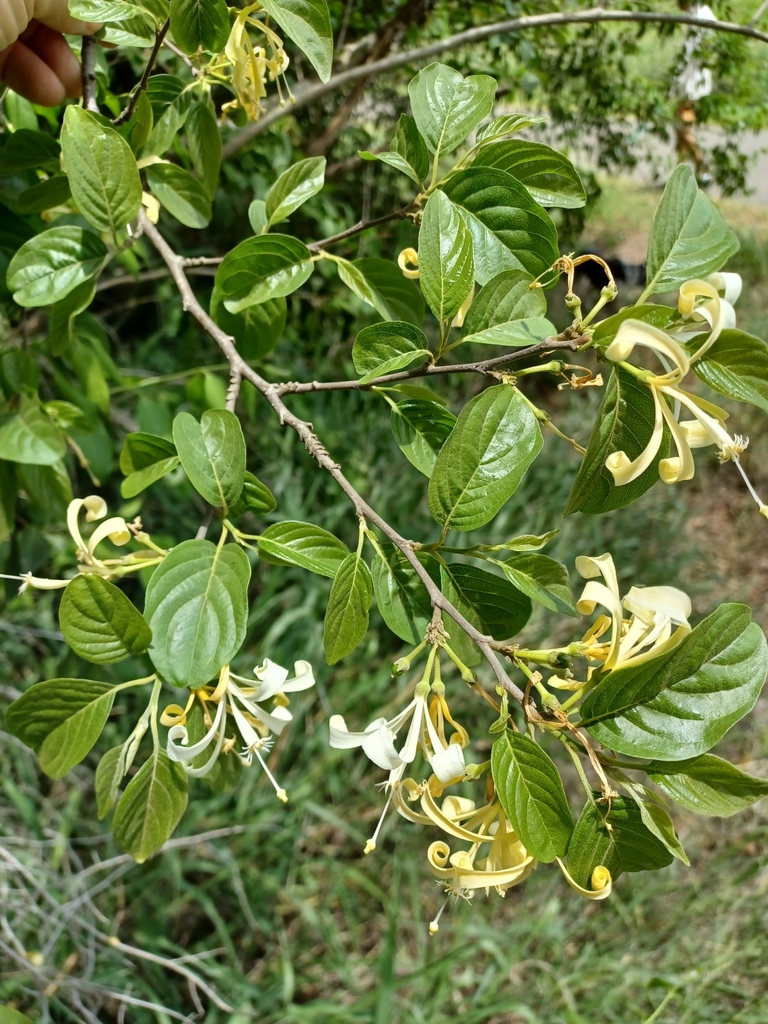 Turraea pubescens from Milbong QLD 4310, Australia on December 10, 2023 ...