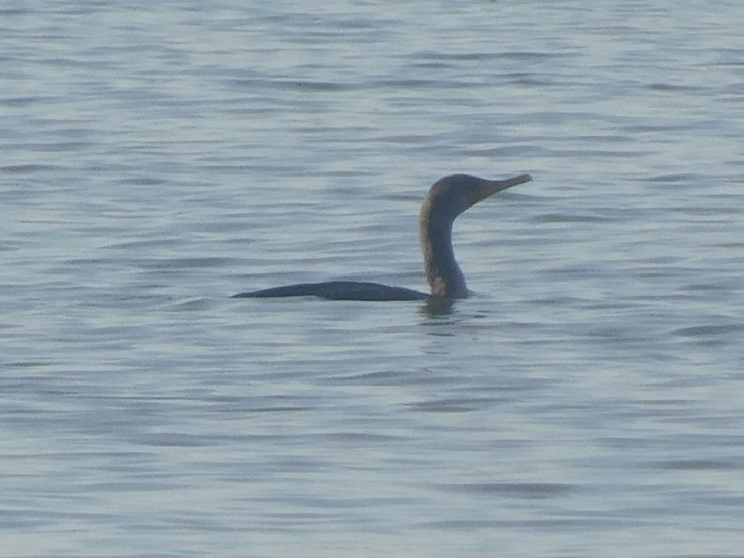 Double-crested Cormorant from Cape May Harbor, Cape May, NJ, US on ...