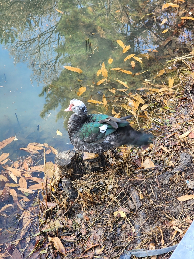 Domestic Muscovy Duck from Yongji-ro, Seongsan-gu, Changwon-si ...