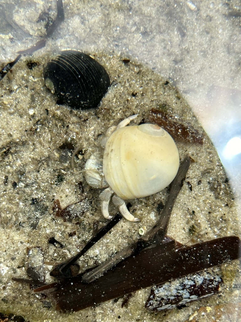 Bladder Moon Snail from Hare Bay, Wollumboola, NSW, AU on December 7 ...