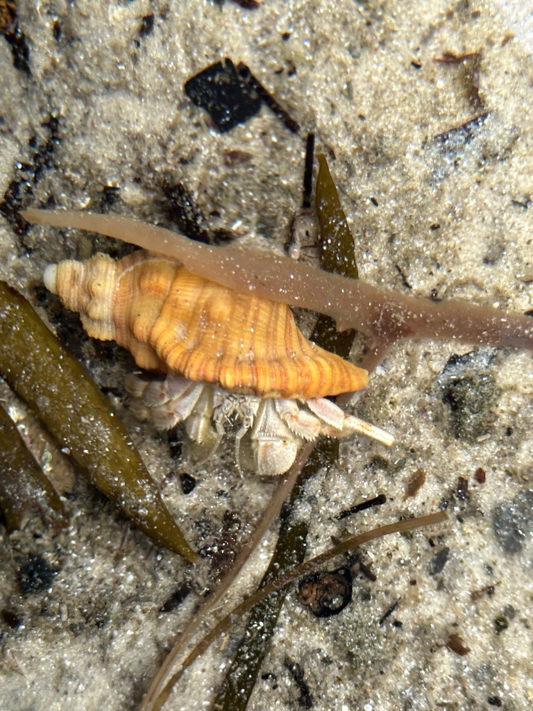 Spengler's Trumpet Snail from Hare Bay, Wollumboola, NSW, AU on ...