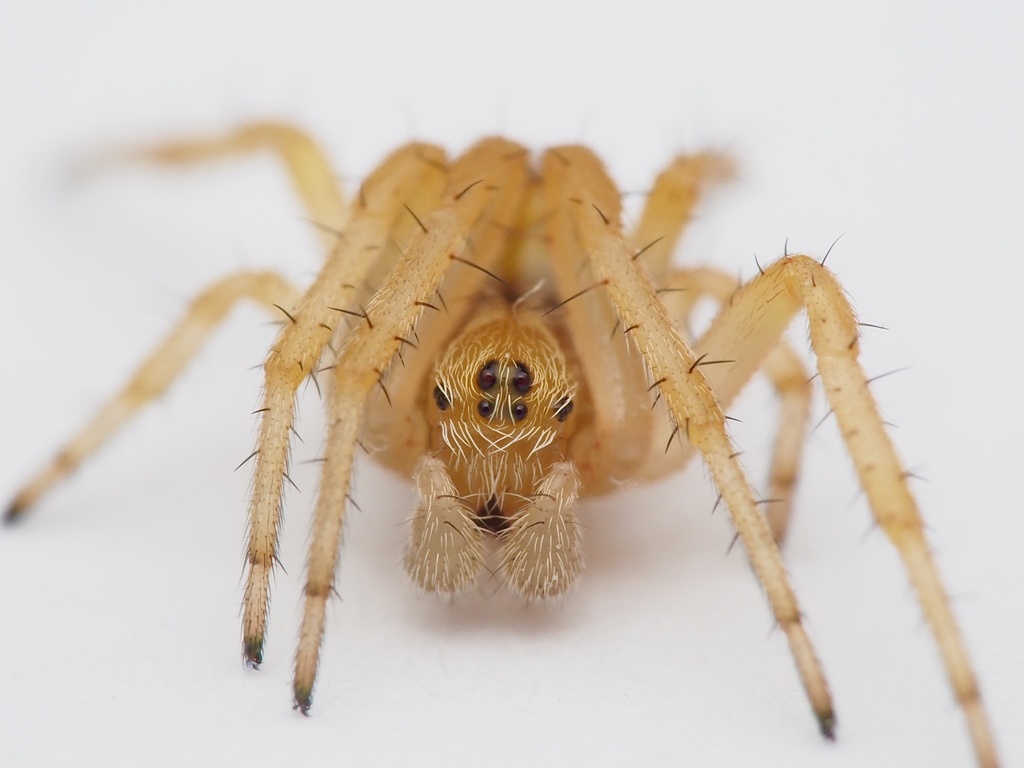 Sooty Orbweaver from North Island, Kaeo, Northland, NZ on December 9 ...