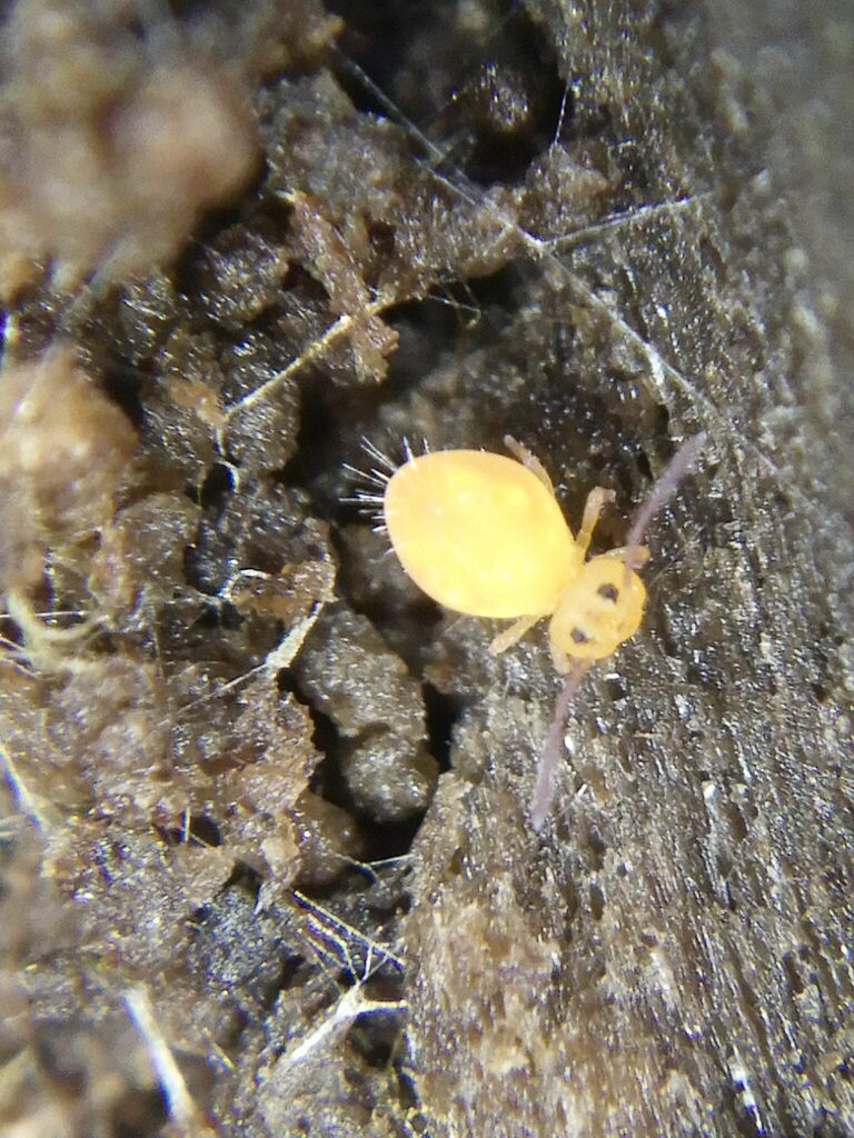 Dicyrtomidae from Erie County, PA, USA on December 9, 2023 at 03:06 PM ...