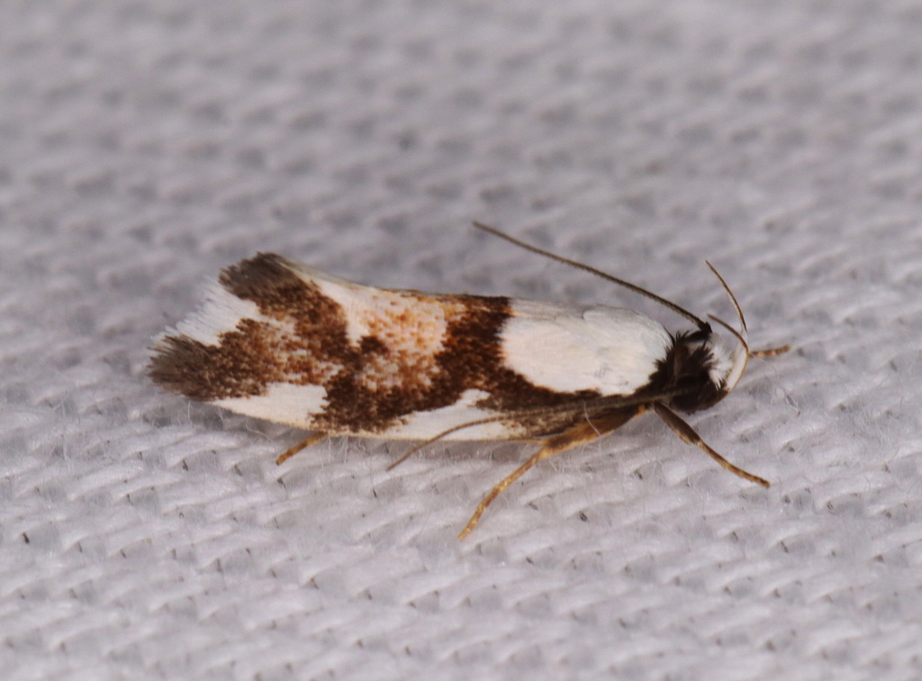 Wool Moth from Witta QLD 4552, Australia on December 9, 2023 at 06:45 ...